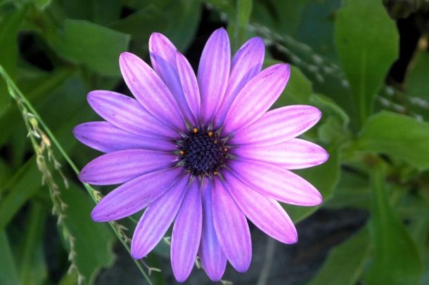 Indigo Color - Discover the Color Shades of Blue and Purple