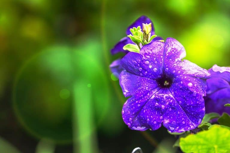 Indigo Color - Discover the Color Shades of Blue and Purple