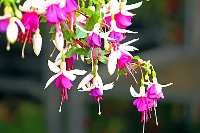 Fuchsia Farbe - Farbtöne und Farbkombinationen (Tutorial)