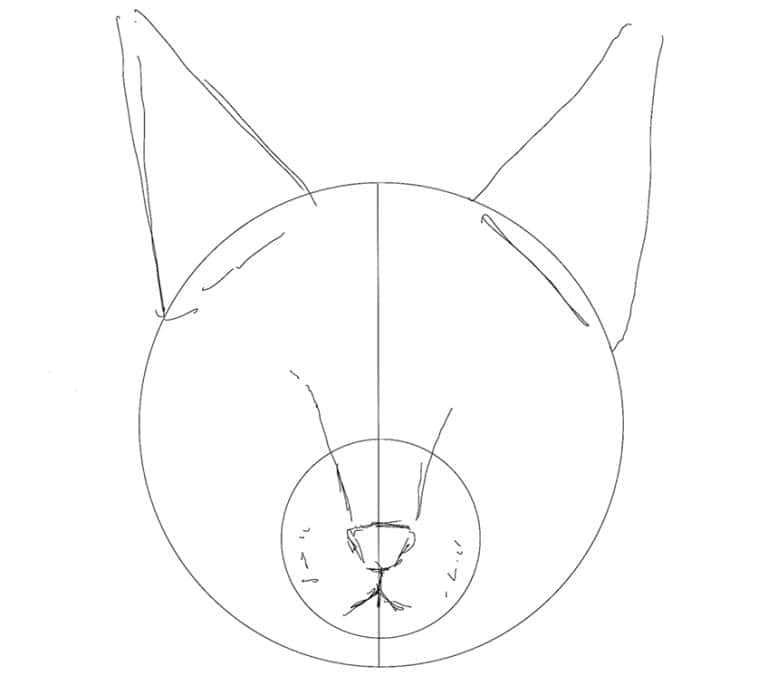 Cat Drawing - An Easy and Realistic Guide for Beginners