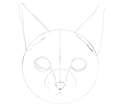 Cat Drawing - An Easy and Realistic Guide for Beginners