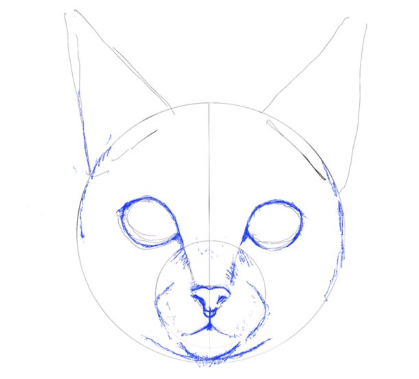 Cat Drawing - An Easy and Realistic Guide for Beginners