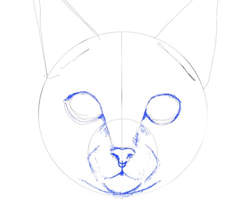 Cat Drawing - An Easy and Realistic Guide for Beginners