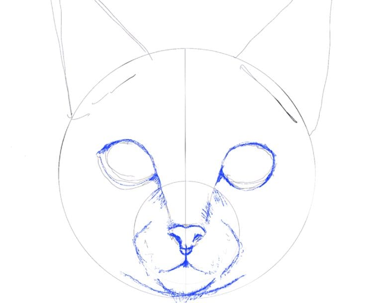 Cat Drawing - An Easy and Realistic Guide for Beginners