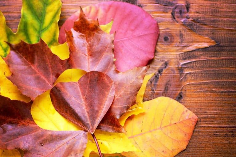 Amber Color - The Significance and Meaning of Amber