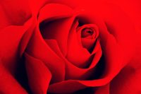 Farbe Rosa - Farbwirkung, Schattierungen und Bedeutung