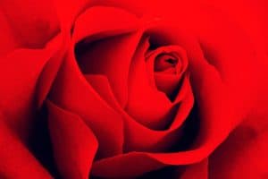 Rose Color - Learn All About the Rose Color and Its Hues