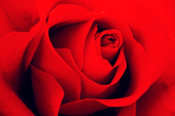 Color rosa - Aprende todo sobre el color de la rosa