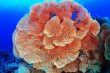 Salmon Color - Discovering the Salmon Color Palette
