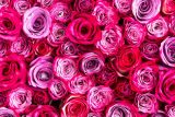 Rose Color - Learn All About the Rose Color and Its Hues