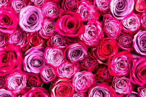 Rose Color - Learn All About the Rose Color and Its Hues