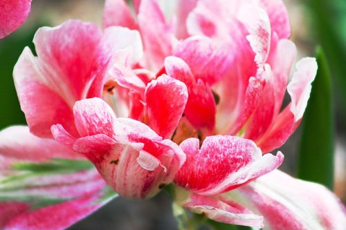 Color rosa - Aprende todo sobre el color de la rosa