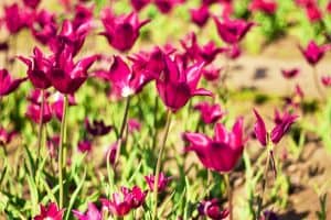 Rose Color - Learn All About the Rose Color and Its Hues