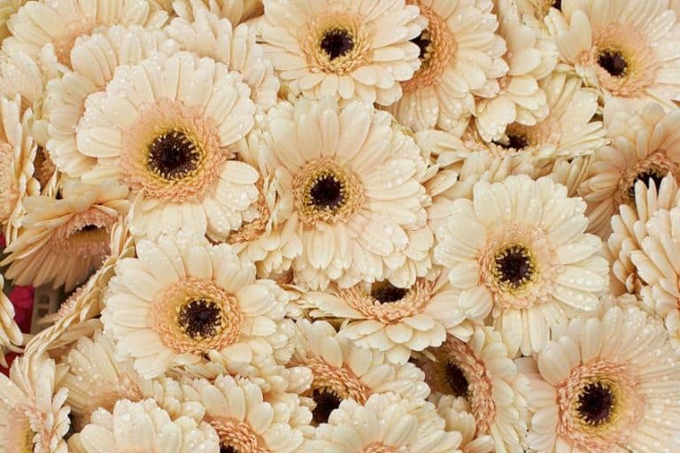 What Color Goes With Cream? - Pairing Colors With Confidence