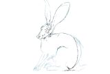 Bunny Drawing – How to Draw a Bunny Step by Step