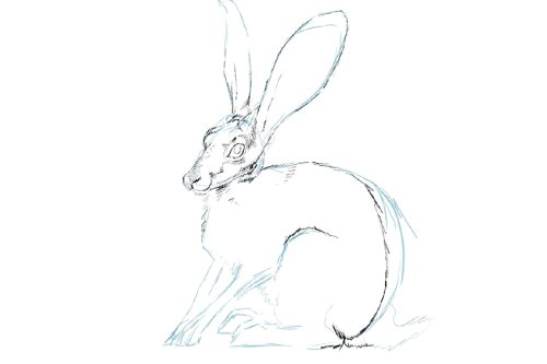 Bunny Drawing – How to Draw a Bunny Step by Step