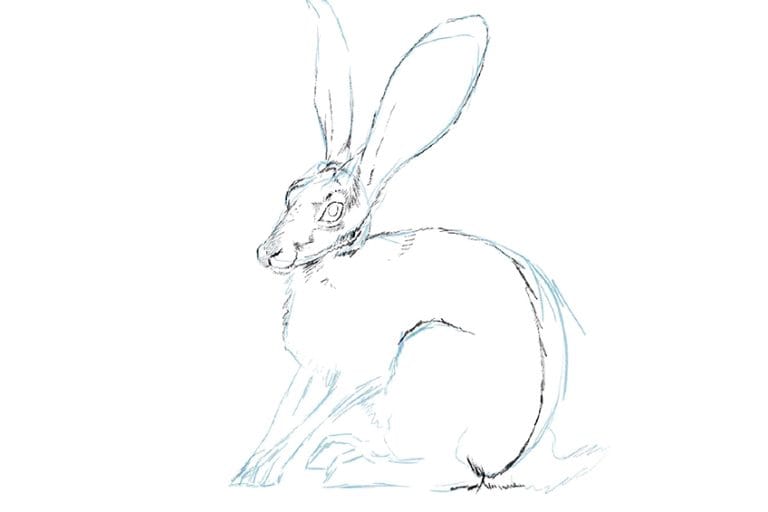 Bunny Drawing – How to Draw a Bunny Step by Step