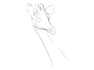 Giraffe Drawing – How to Create this Fantastical Creature