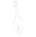 Giraffe Drawing – How to Create this Fantastical Creature