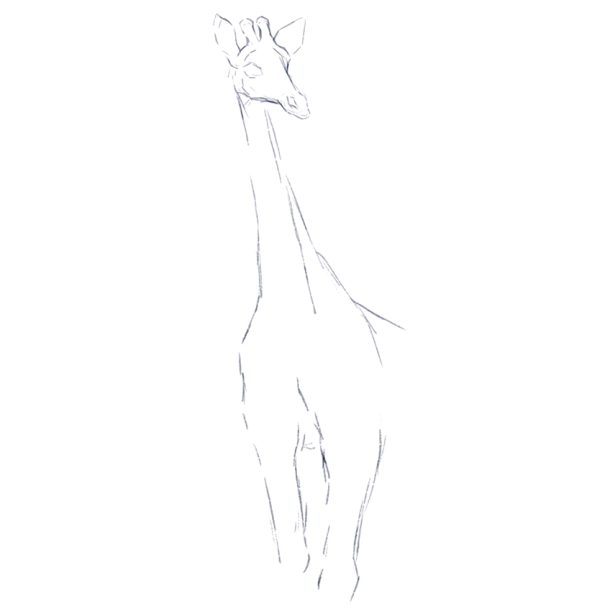 Giraffe Drawing – How to Create this Fantastical Creature
