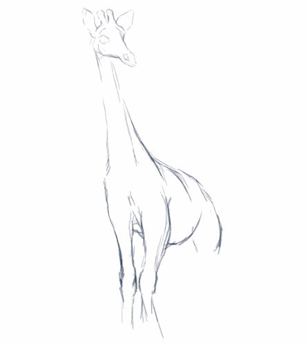 Giraffe Drawing – How to Create this Fantastical Creature
