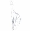 Giraffe Drawing – How to Create this Fantastical Creature