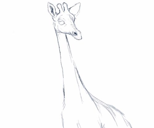 Giraffe Drawing – How to Create this Fantastical Creature