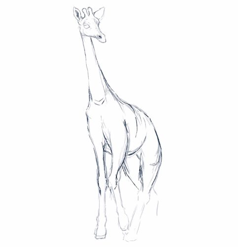 Giraffe Drawing – How to Create this Fantastical Creature