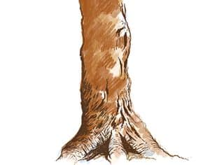 Tree Drawing - An Easy Tutorial for Beginner Artists