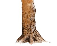 Tree Drawing - An Easy Tutorial for Beginner Artists