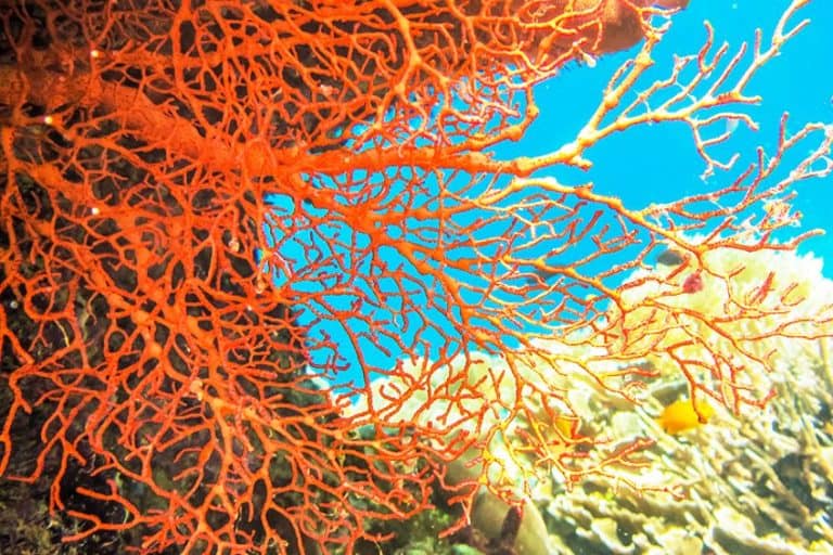 Coral Color - Dive Into the Exciting World of Coral