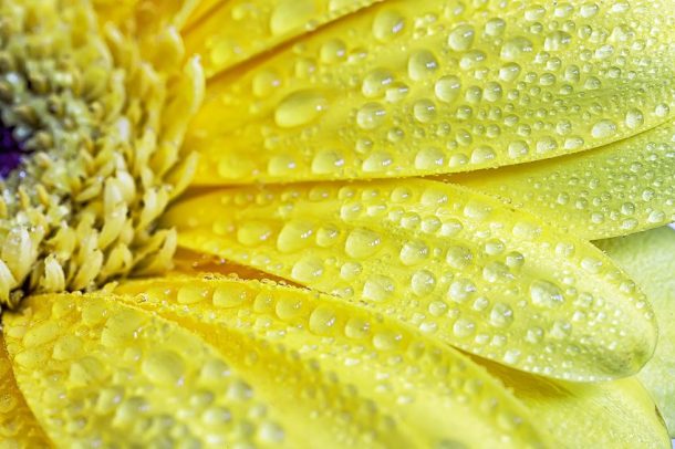 Pastel Yellow - The Gentle but Radiant Shades of Pastel Yellow