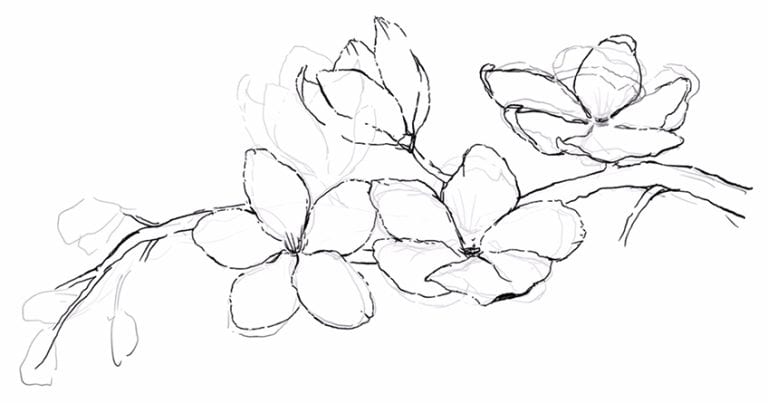 Cherry Blossom Drawing - A Bright Japanese Drawing Tutorial