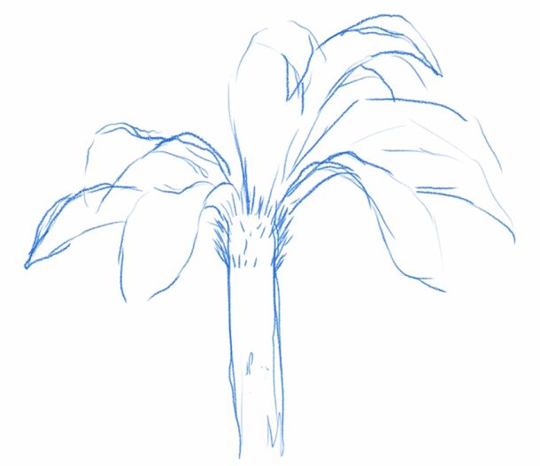 Palm Tree Drawing - A Tropical Tree Sketch for Beginner Artists
