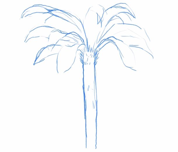 Palm Tree Drawing - A Tropical Tree Sketch for Beginner Artists