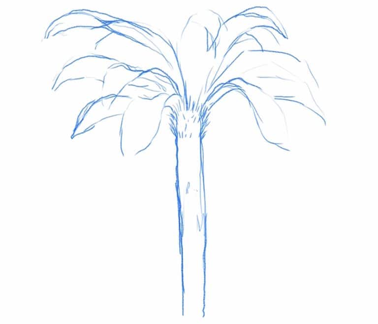 Palm Tree Drawing - A Tropical Tree Sketch for Beginner Artists