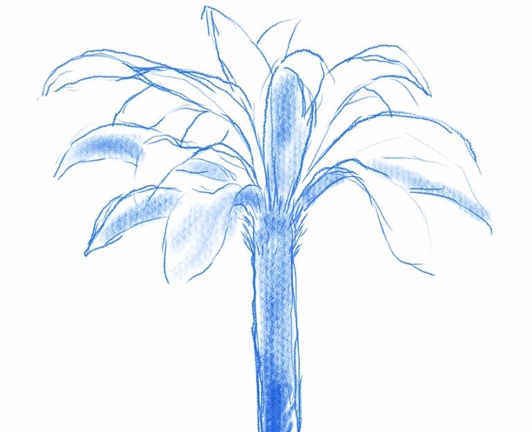 Palm Tree Drawing - A Tropical Tree Sketch for Beginner Artists