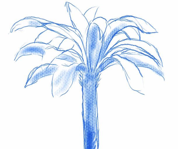 Palm Tree Drawing - A Tropical Tree Sketch for Beginner Artists