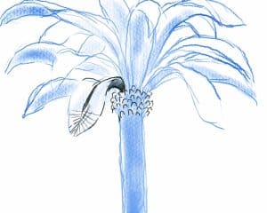 Palm Tree Drawing - A Tropical Tree Sketch for Beginner Artists