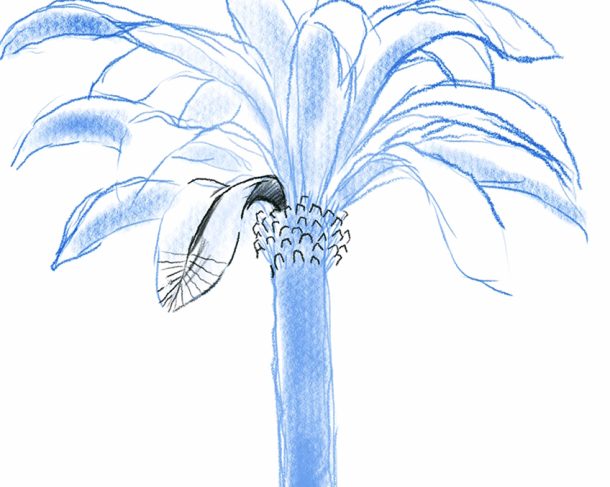 Palm Tree Drawing - A Tropical Tree Sketch for Beginner Artists