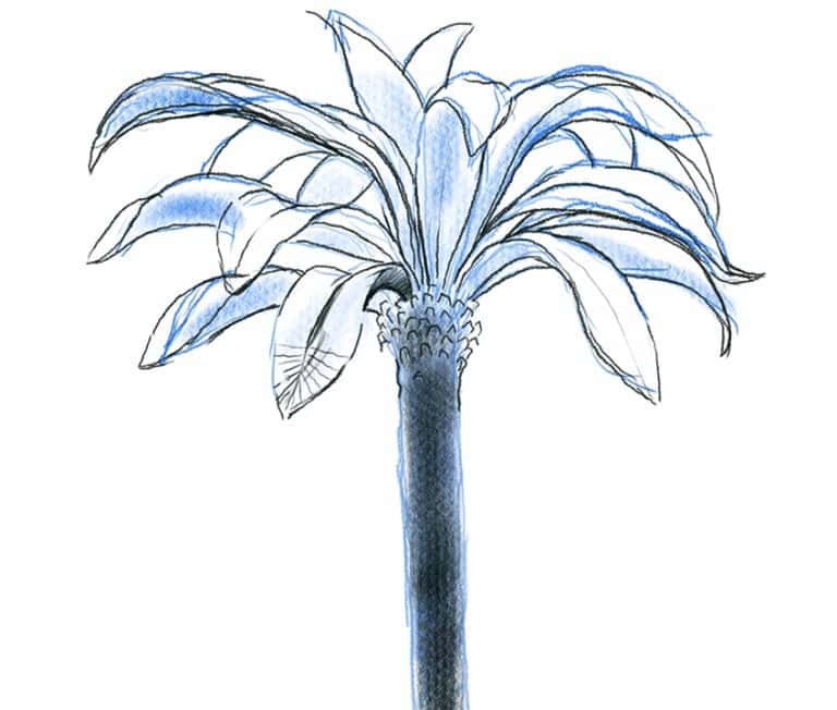 Palm Tree Drawing - A Tropical Tree Sketch for Beginner Artists