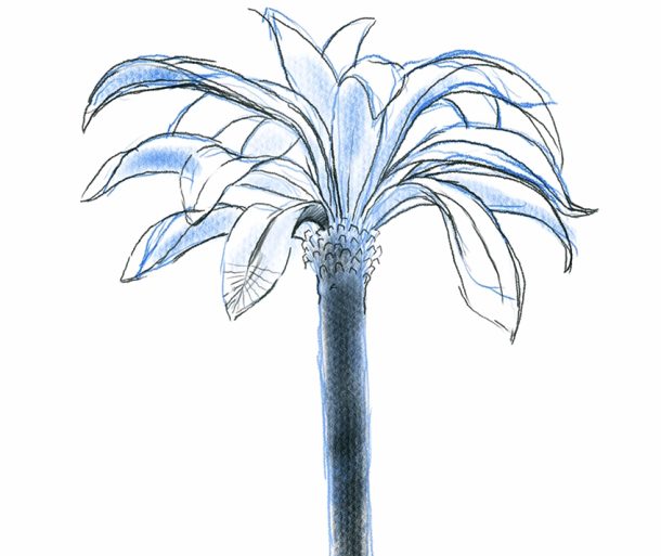 Palm Tree Drawing - A Tropical Tree Sketch for Beginner Artists