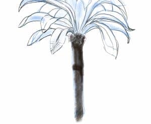 Palm Tree Drawing - A Tropical Tree Sketch for Beginner Artists
