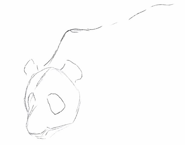 Panda Drawing - A Realistic Step-by-Step Drawing Tutorial