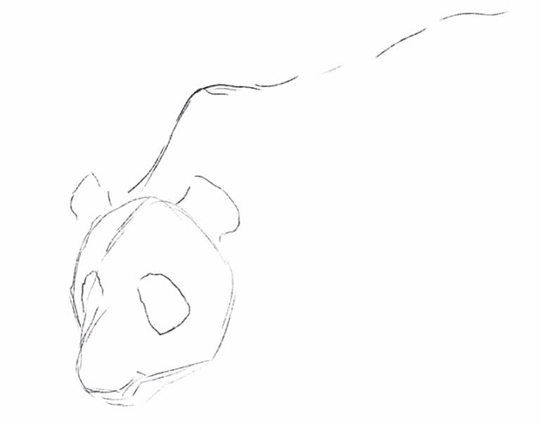 Panda Drawing - A Realistic Step-by-Step Drawing Tutorial