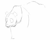 Panda Drawing - A Realistic Step-by-Step Drawing Tutorial