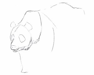 Panda Drawing - A Realistic Step-by-Step Drawing Tutorial