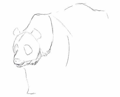 Panda Drawing - A Realistic Step-by-Step Drawing Tutorial