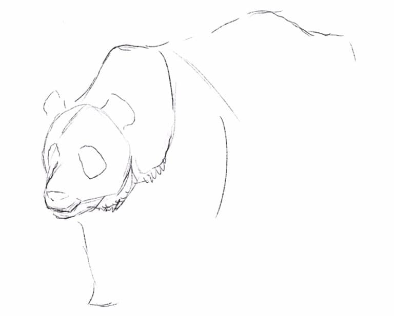 Panda Drawing - A Realistic Step-by-Step Drawing Tutorial