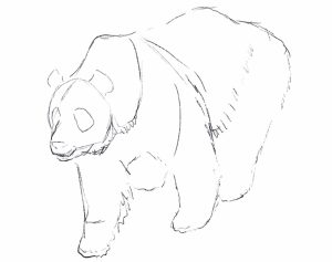 Panda Drawing - A Realistic Step-by-Step Drawing Tutorial